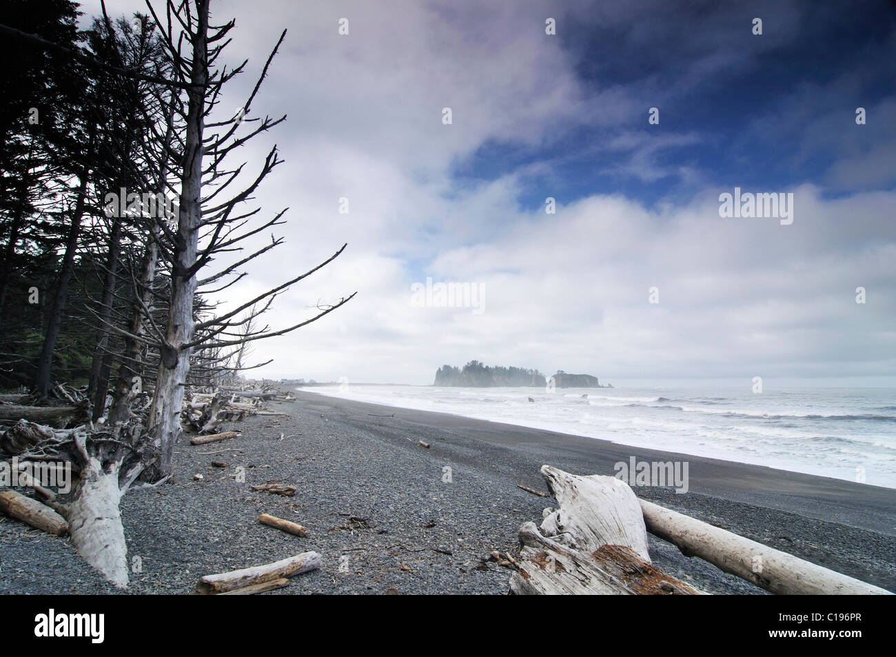 Mora tree -Fotos und -Bildmaterial in hoher Auflösung – Alamy
