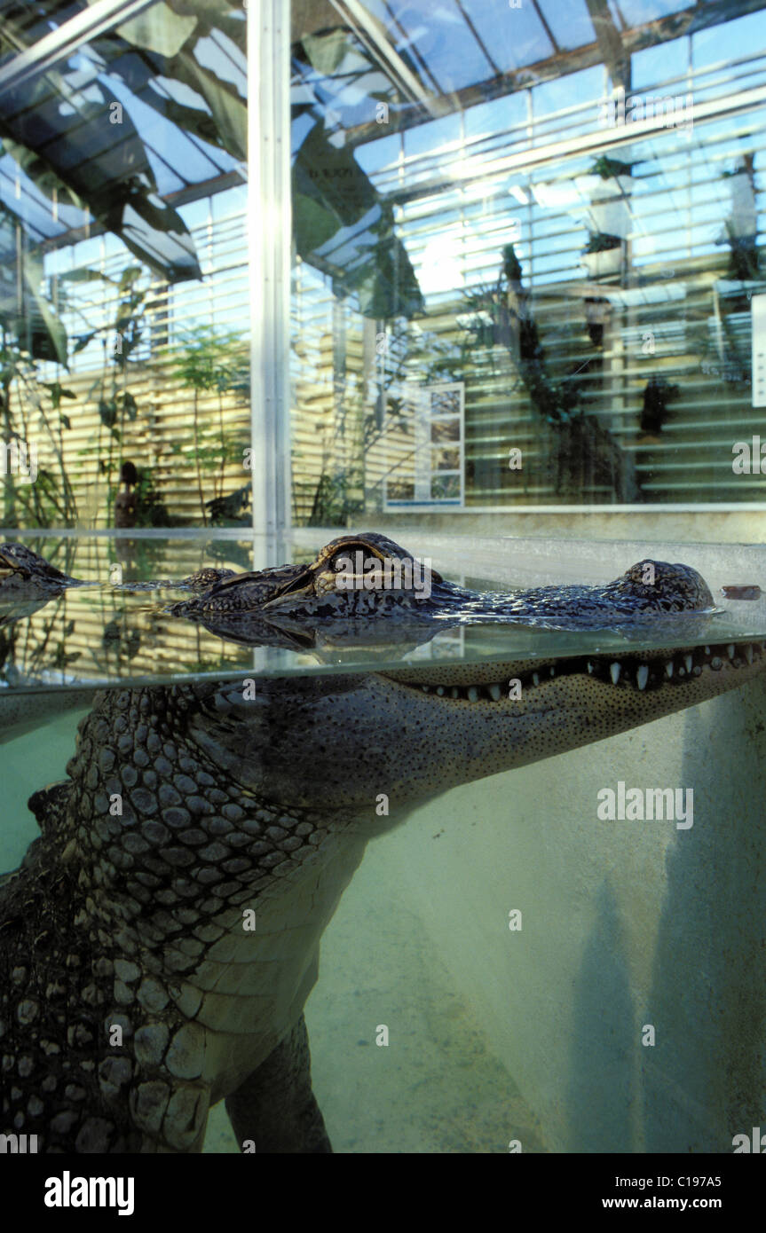 La ferme aux krokodile krokodilfarm Stockfotos und -bilder Kaufen - Alamy