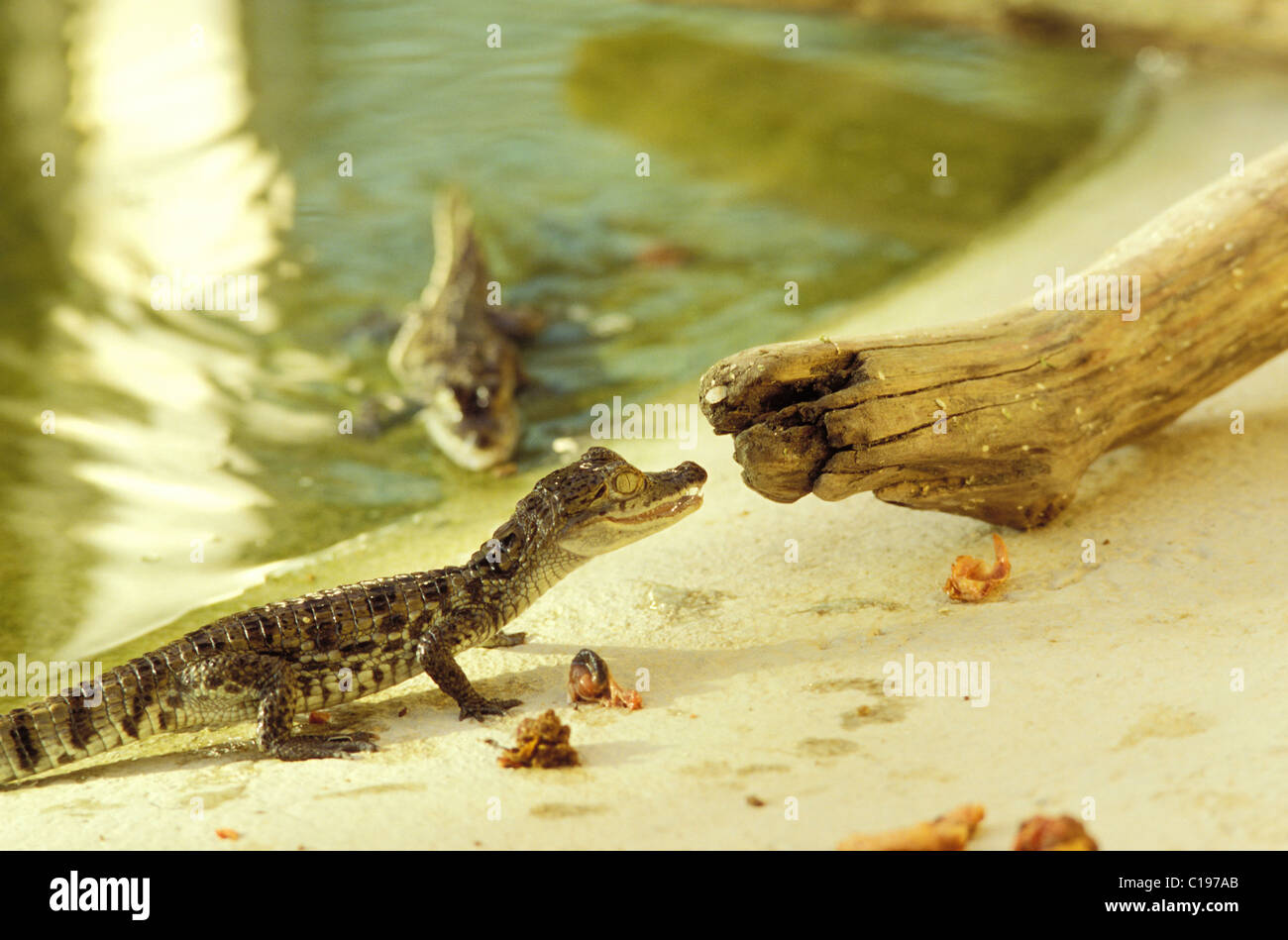 La ferme aux krokodile krokodilfarm Stockfotos und -bilder Kaufen - Alamy