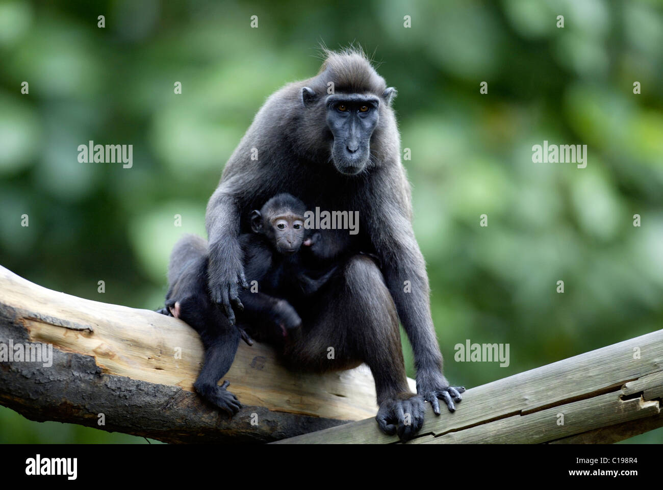 Black macaque -Fotos und -Bildmaterial in hoher Auflösung – Alamy