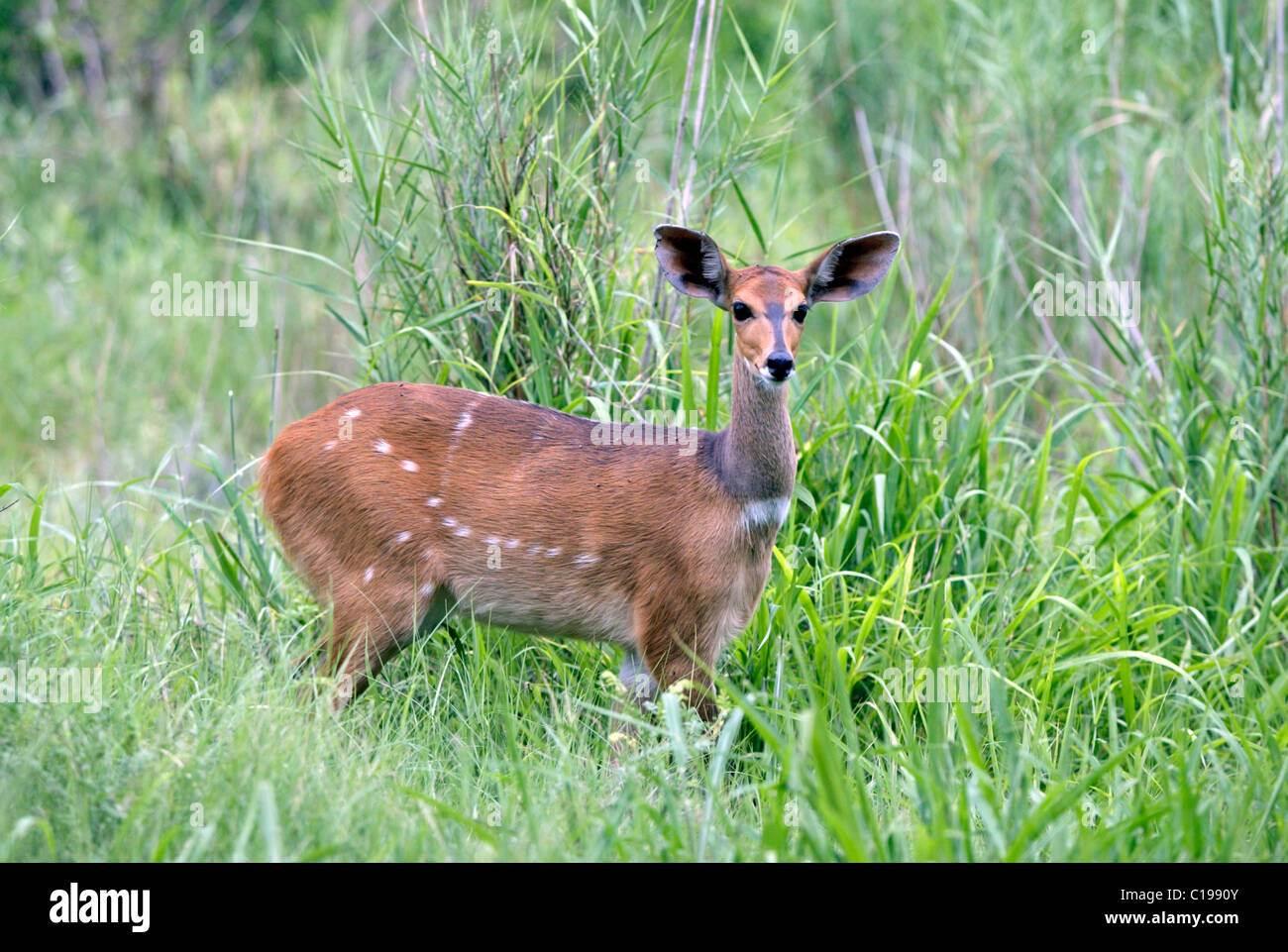 Tragelaphus scriptus sylvaticus -Fotos und -Bildmaterial in hoher ...