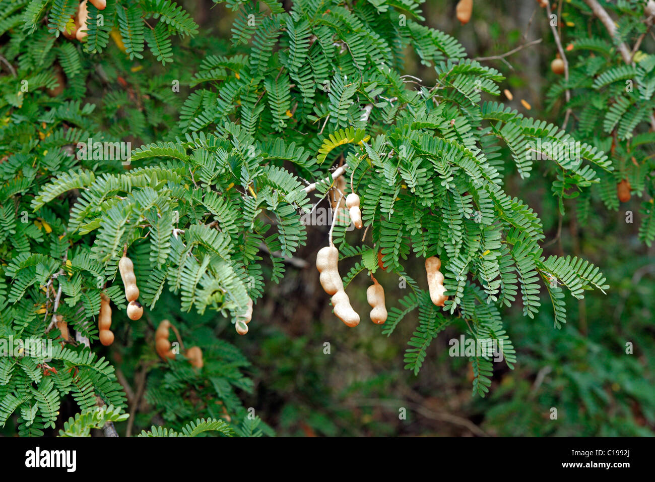 Tamarinden foto -Fotos und -Bildmaterial in hoher Auflösung – Alamy