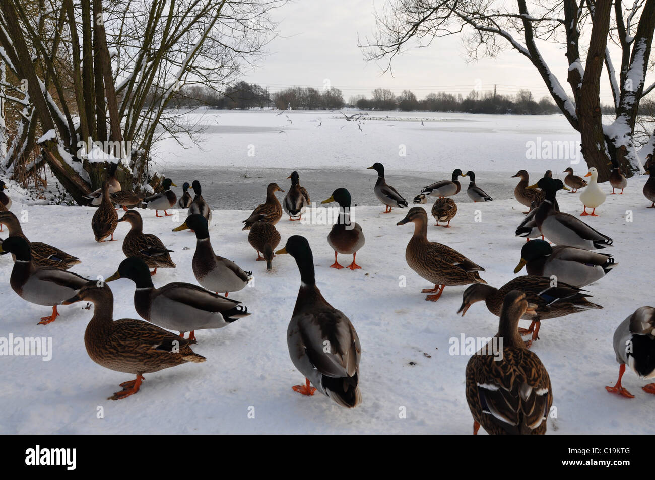 Enten Winter Stockfotos und -bilder Kaufen - Alamy