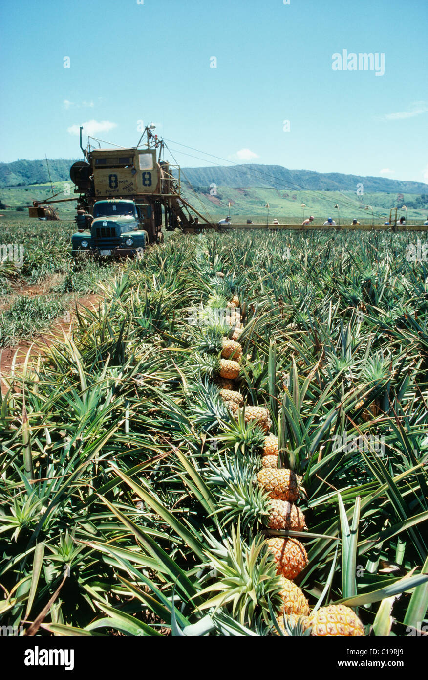 Pineapple fields -Fotos und -Bildmaterial in hoher Auflösung – Alamy