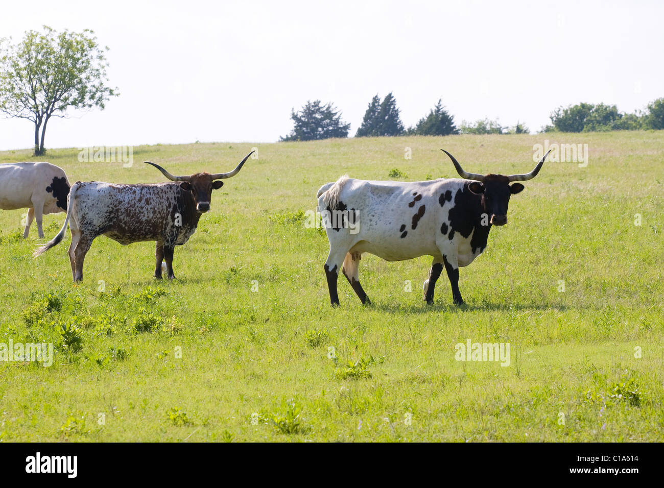 Texas Longhorn Rinder auf einer Weide Stockfotografie - Alamy