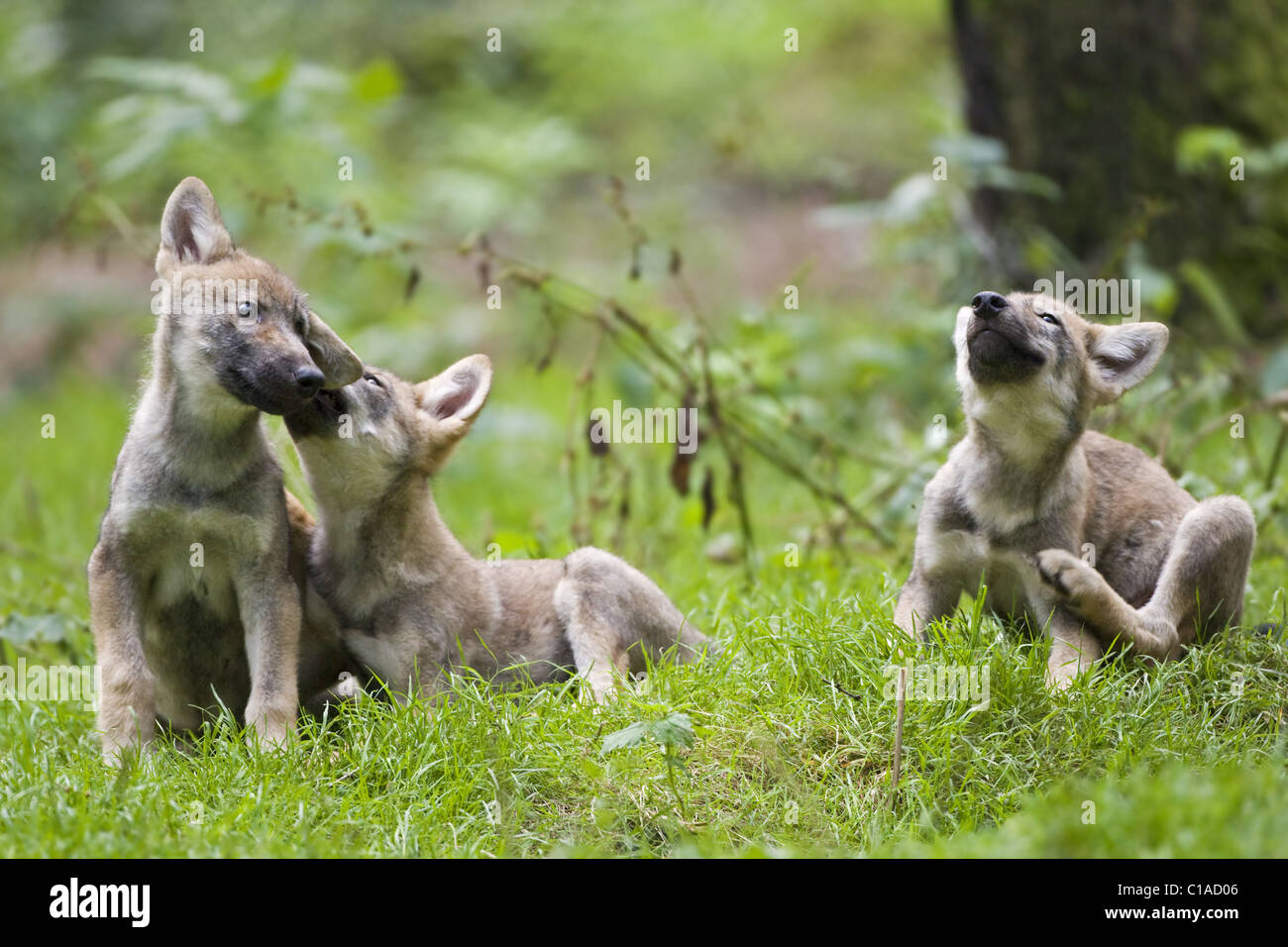 Die welpen des wolfes -Fotos und -Bildmaterial in hoher Auflösung – Alamy