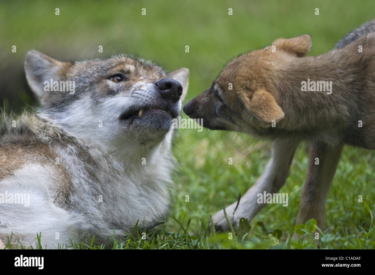 Graue wolfswelpen -Fotos und -Bildmaterial in hoher Auflösung – Alamy
