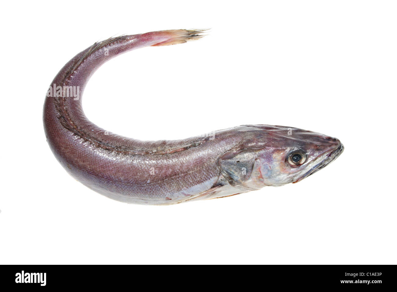 Seehecht fisch -Fotos und -Bildmaterial in hoher Auflösung – Alamy