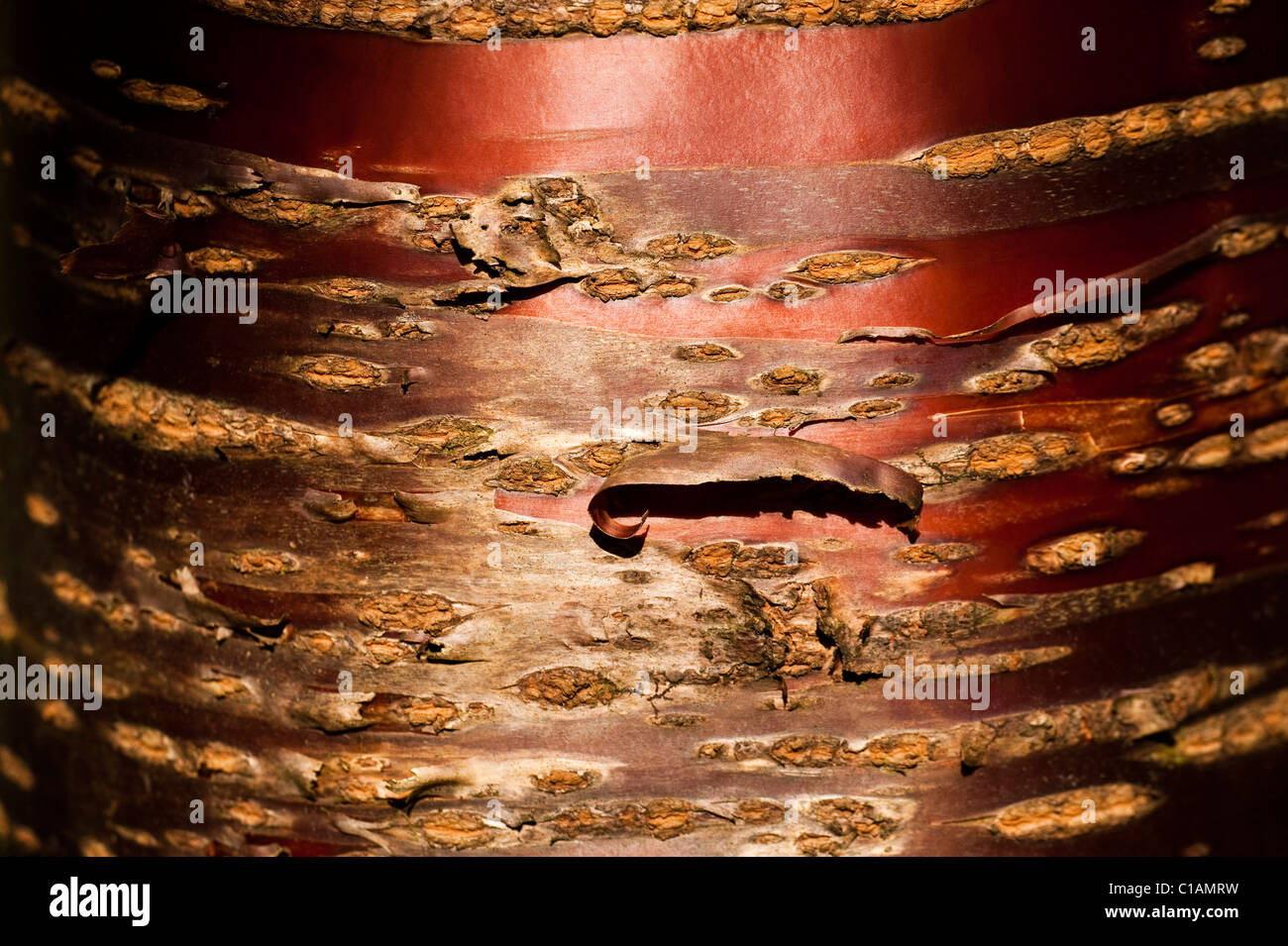 Prunus serrula tibetan -Fotos und -Bildmaterial in hoher Auflösung – Alamy