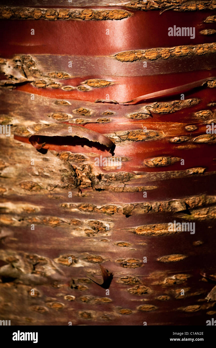 Prunus serrula tibetische kirsche -Fotos und -Bildmaterial in hoher ...