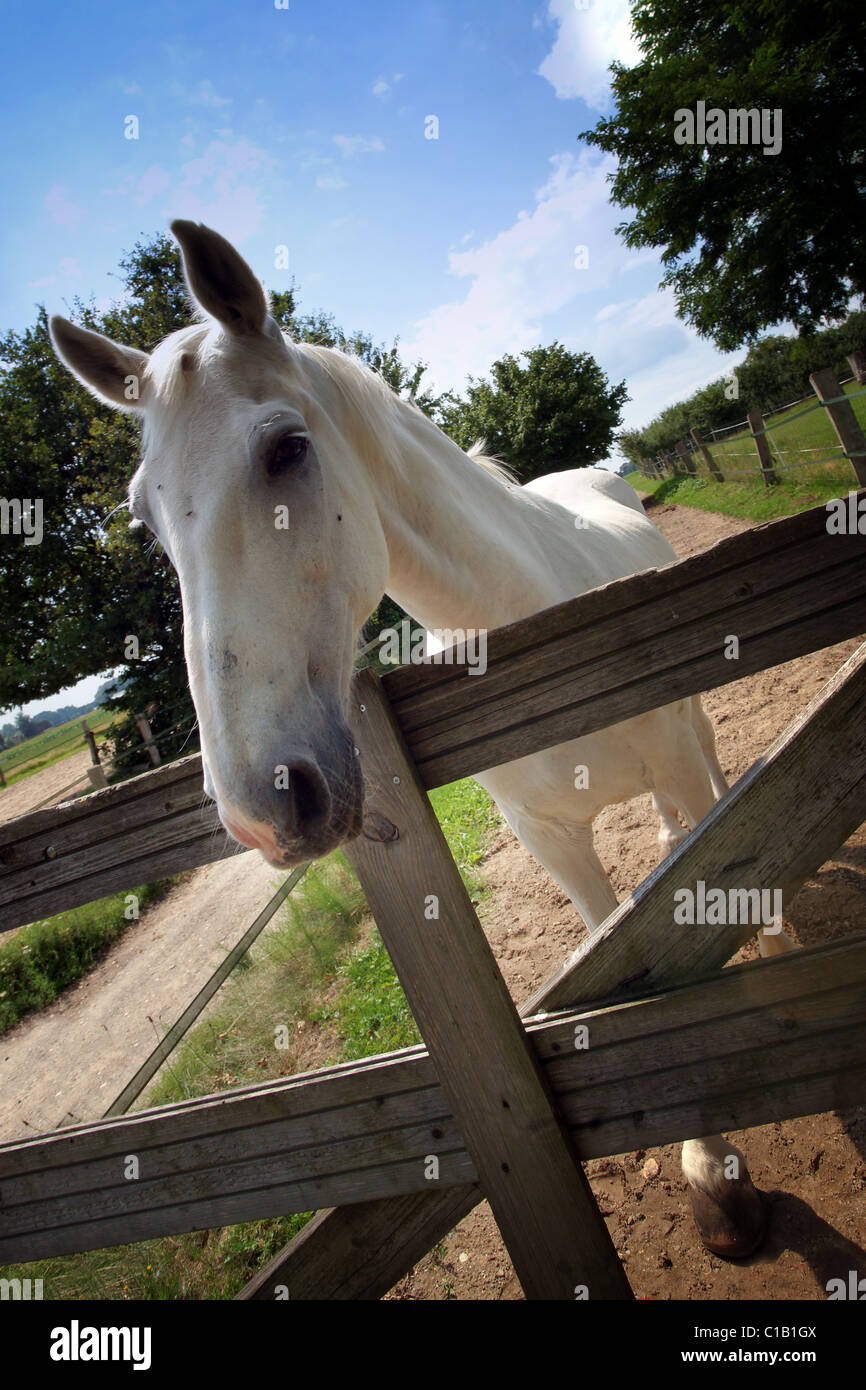 Geduldiges pferd -Fotos und -Bildmaterial in hoher Auflösung – Alamy