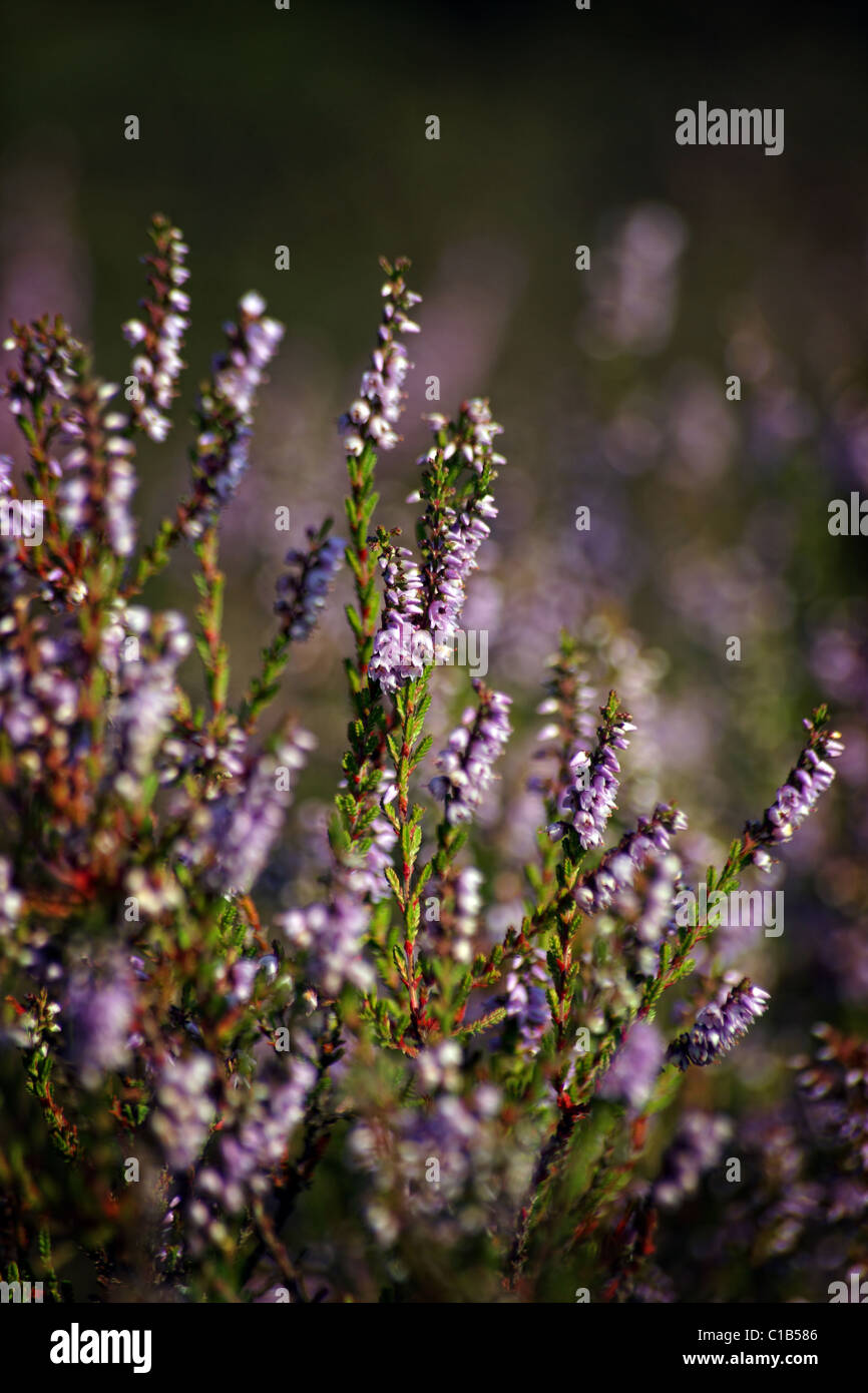 Heide vegetacion -Fotos und -Bildmaterial in hoher Auflösung – Alamy