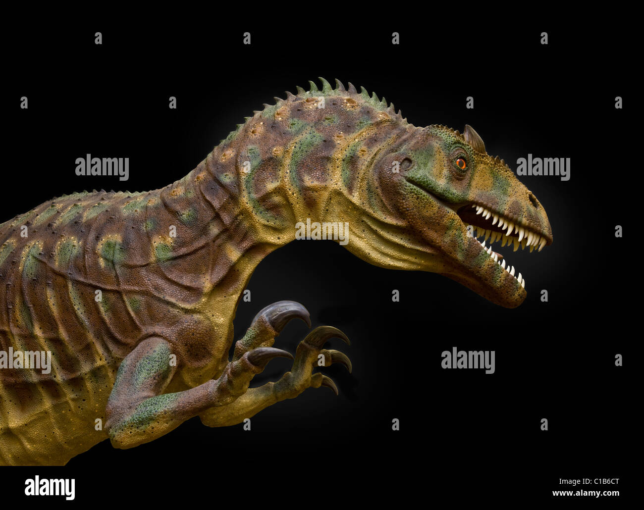 Allosaurus jurassic era predator side -Fotos und -Bildmaterial in hoher Auflösung – Alamy