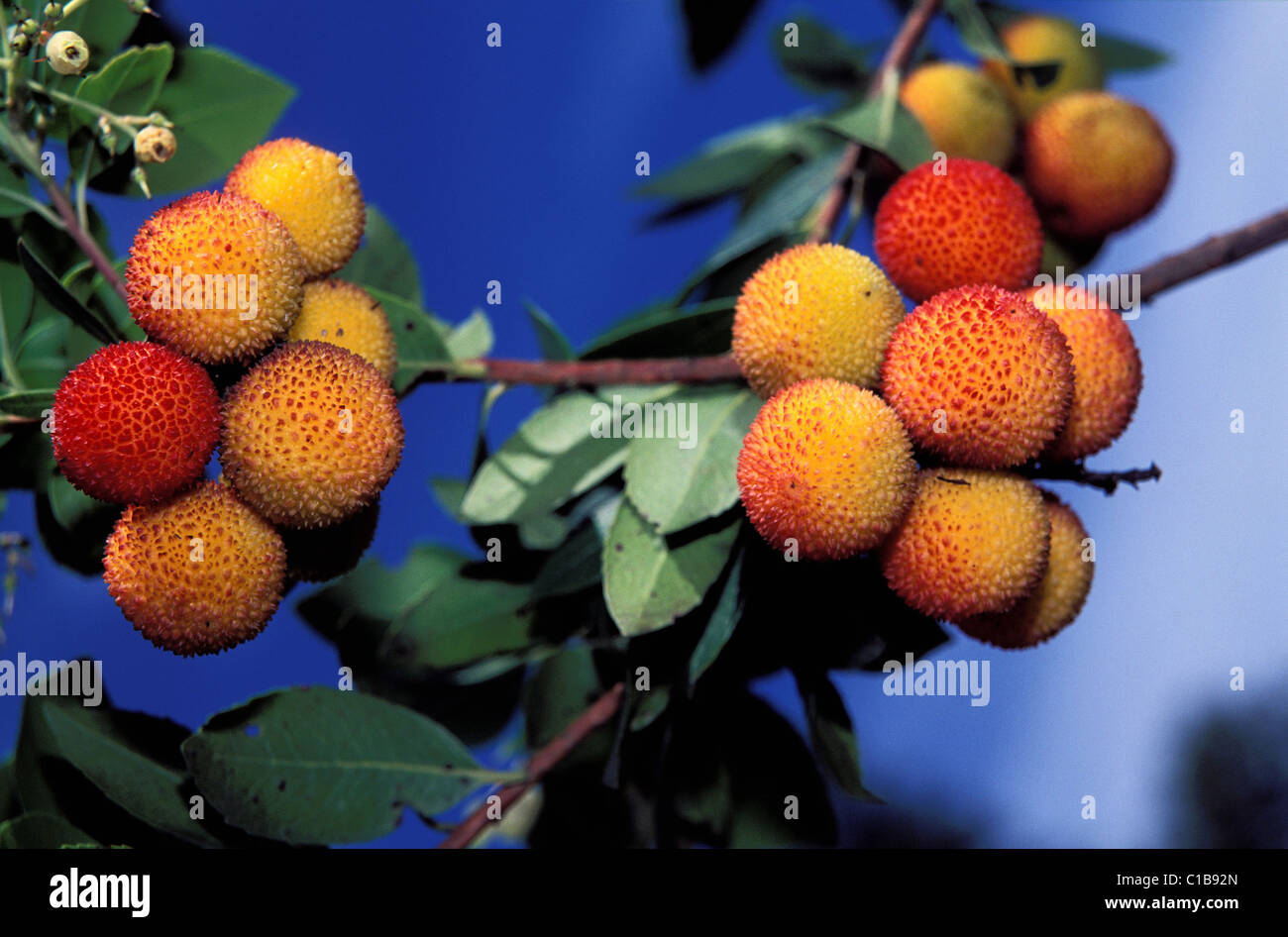 Arbouse frucht -Fotos und -Bildmaterial in hoher Auflösung – Alamy