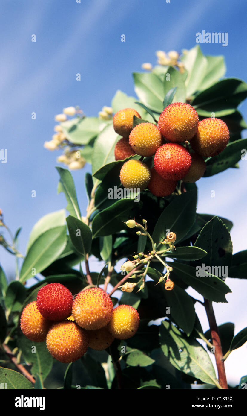 Arbouse frucht -Fotos und -Bildmaterial in hoher Auflösung – Alamy