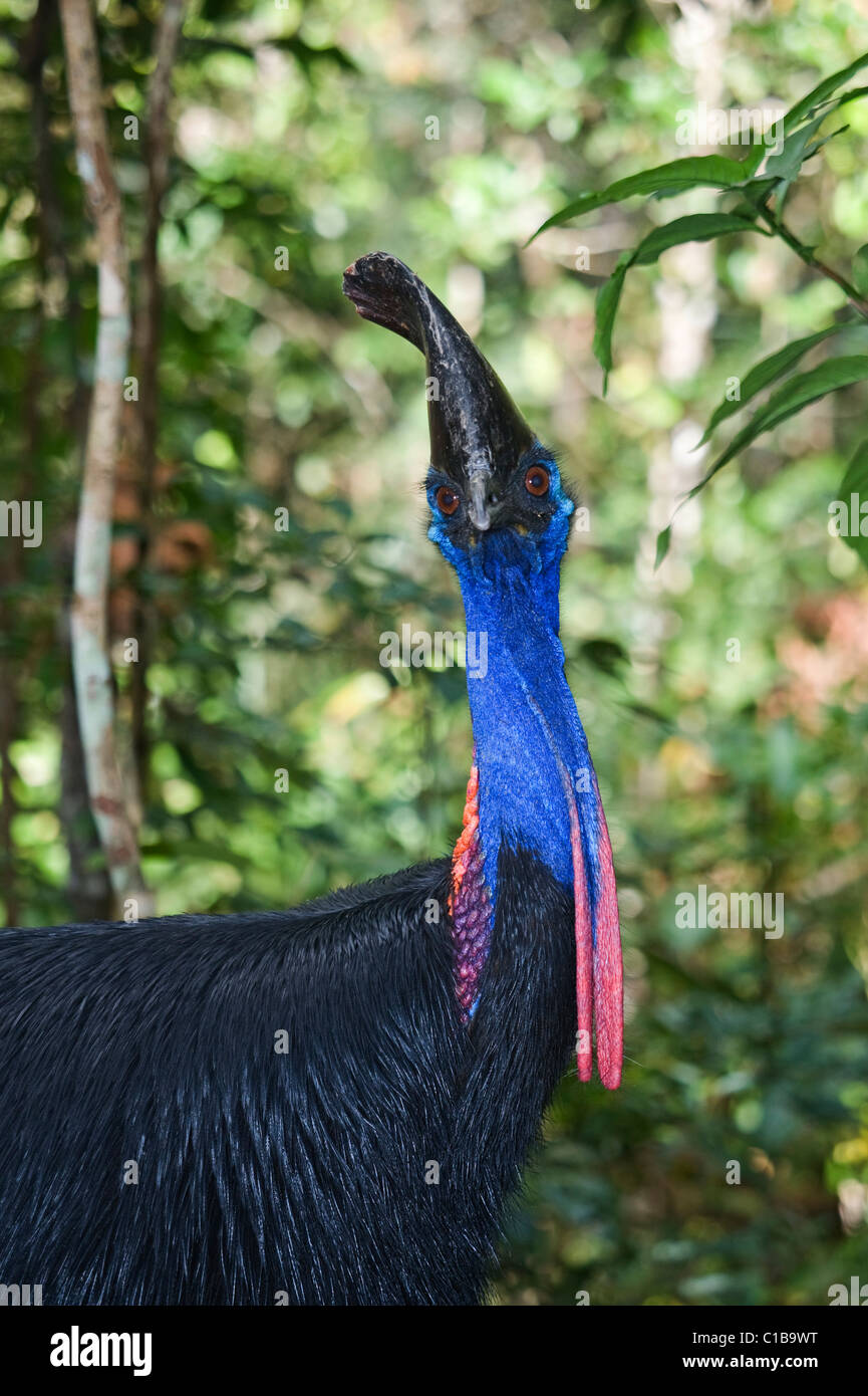 Kasuar australien -Fotos und -Bildmaterial in hoher Auflösung – Alamy