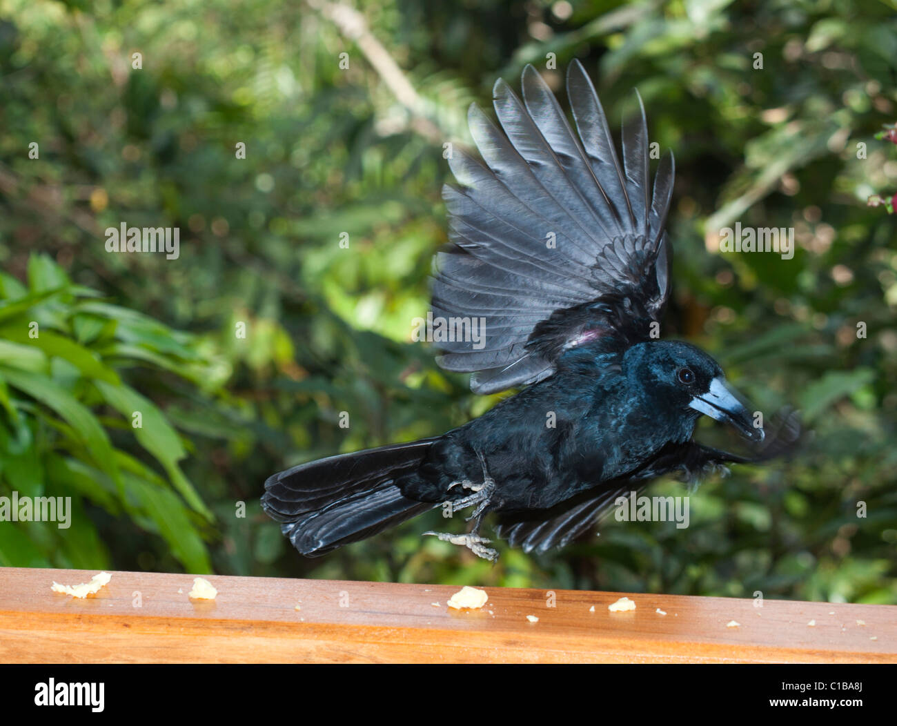 Schwarzer butcherbird butcherbird crow australien -Fotos und ...