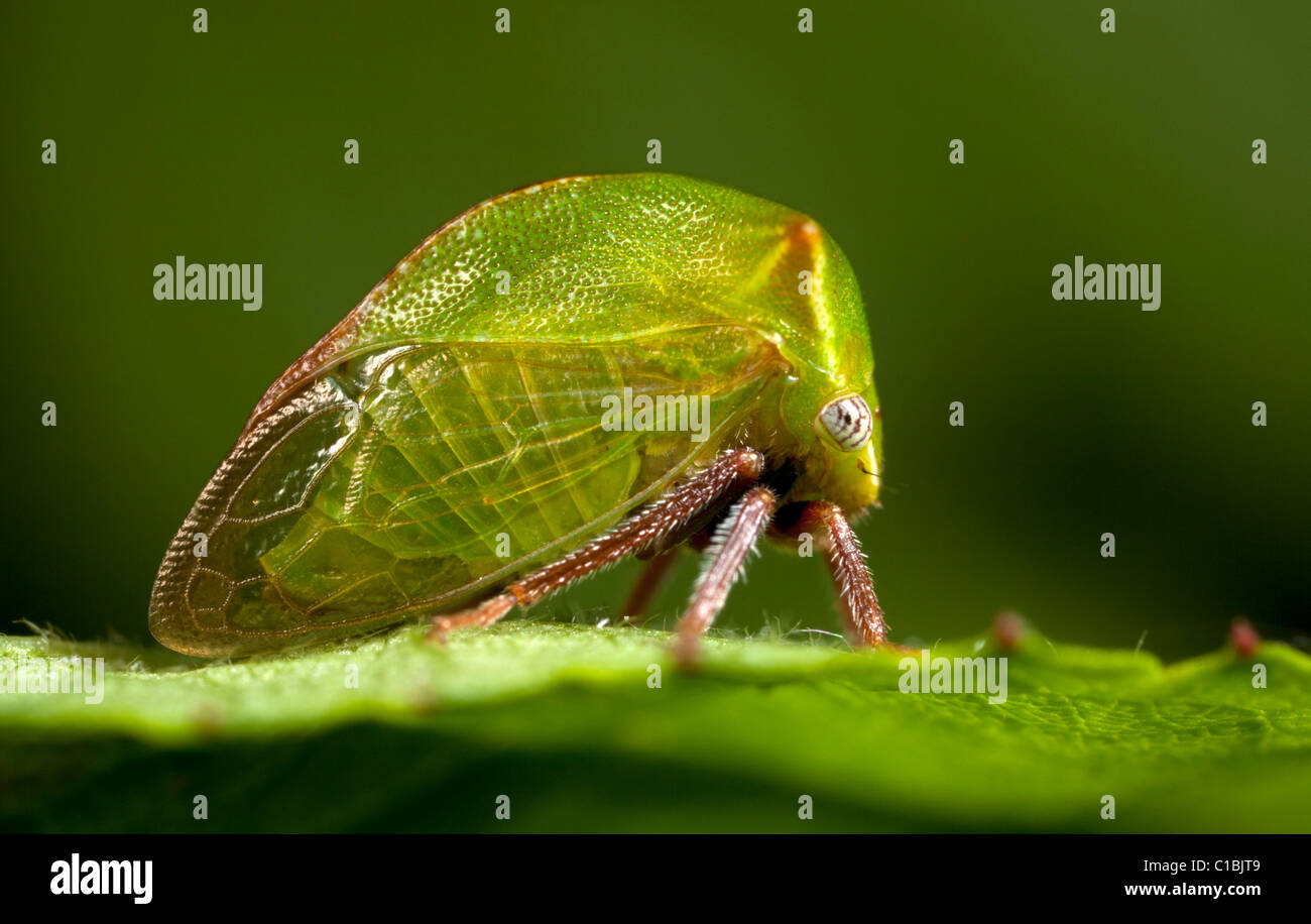 Buffalo treehopper -Fotos und -Bildmaterial in hoher Auflösung – Alamy