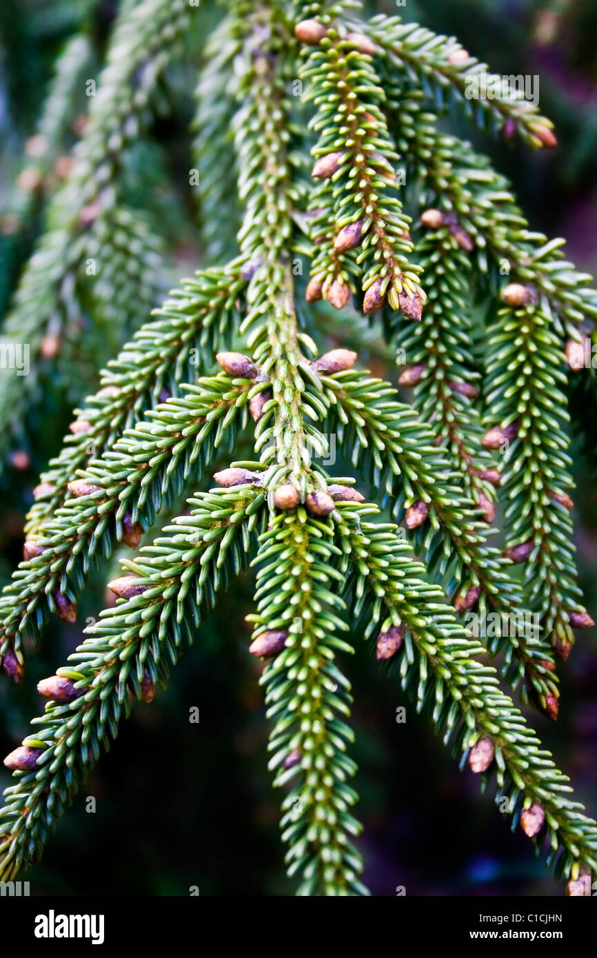 Picea abies acrocona -Fotos und -Bildmaterial in hoher Auflösung – Alamy