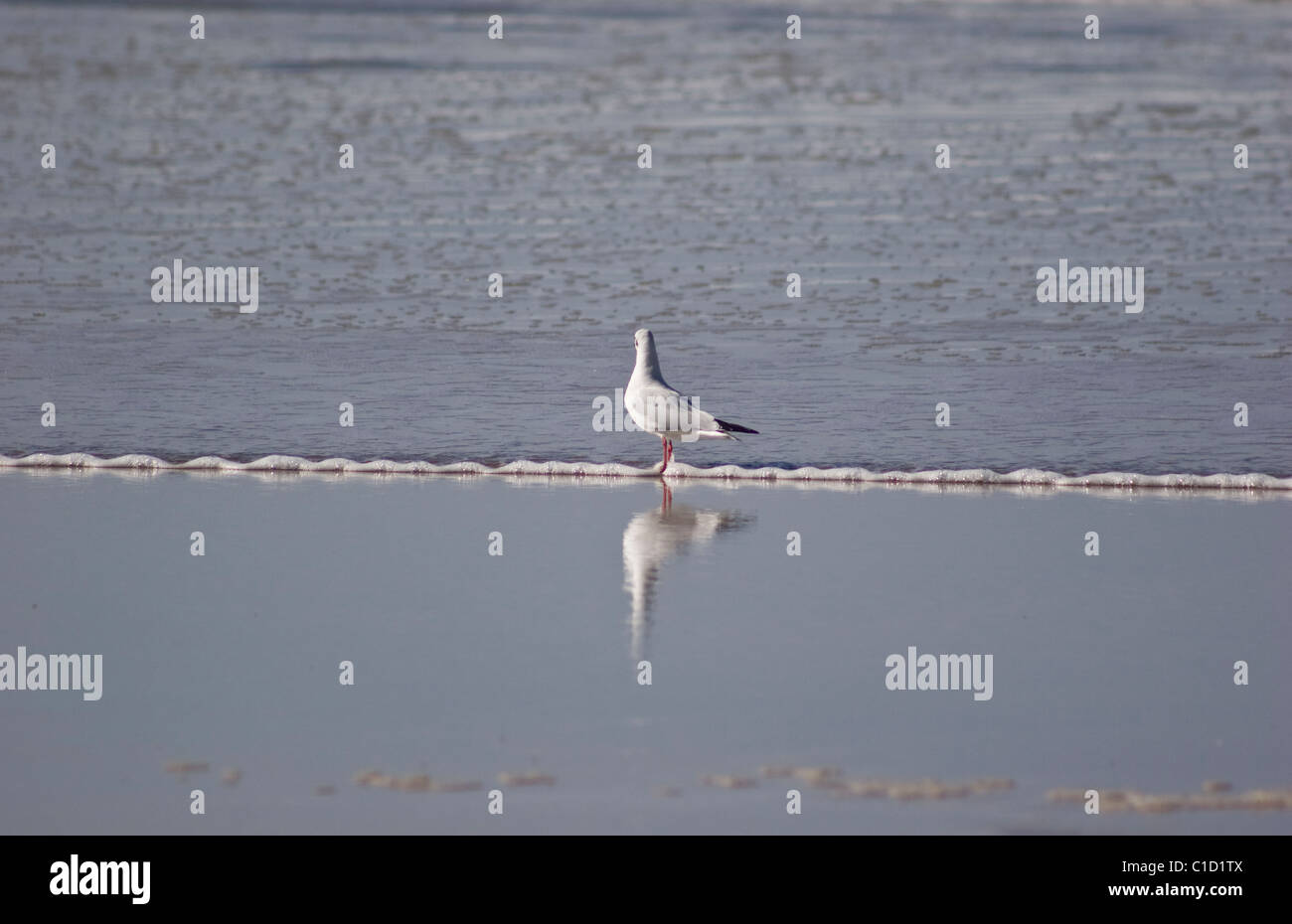 Der rand der welle -Fotos und -Bildmaterial in hoher Auflösung – Alamy