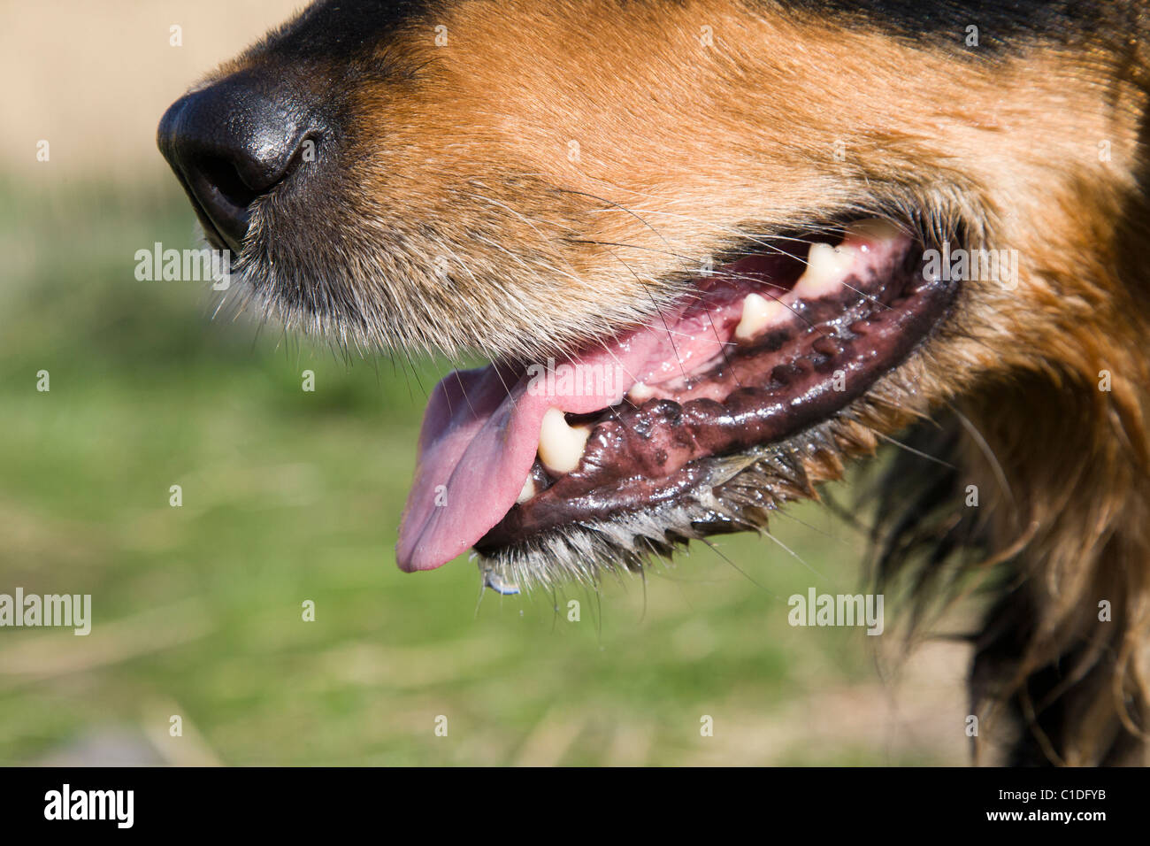 Keuchende zunge -Fotos und -Bildmaterial in hoher Auflösung – Alamy