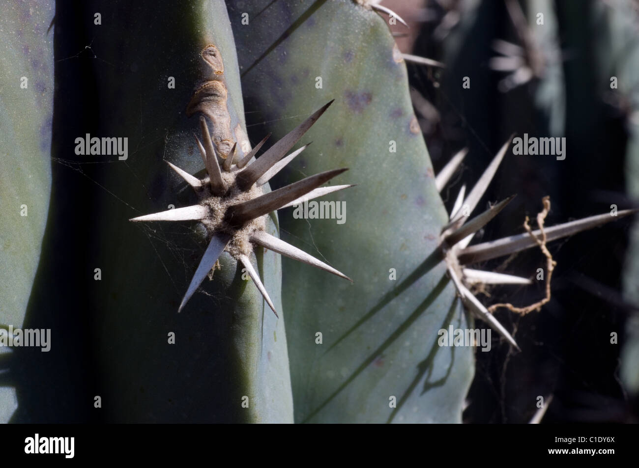 Junger kardon -Fotos und -Bildmaterial in hoher Auflösung – Alamy