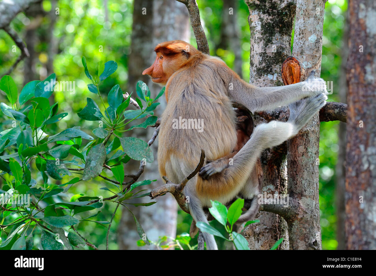 Labuk Bay Proboscis Monkey Sanctuary Conservation center Sandakan Sabah ...
