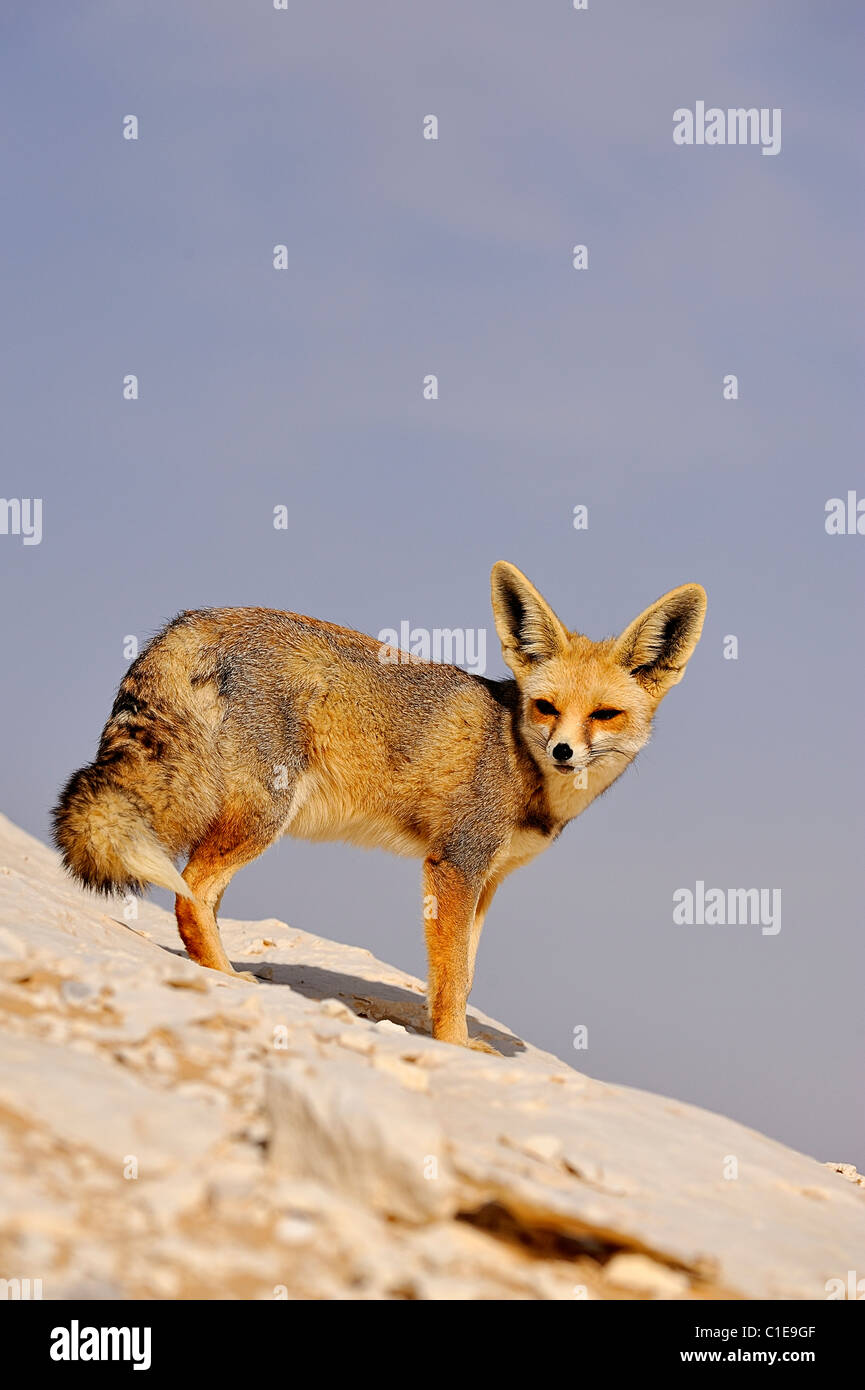 Fennek Fuchs Stockfotos und -bilder Kaufen - Alamy