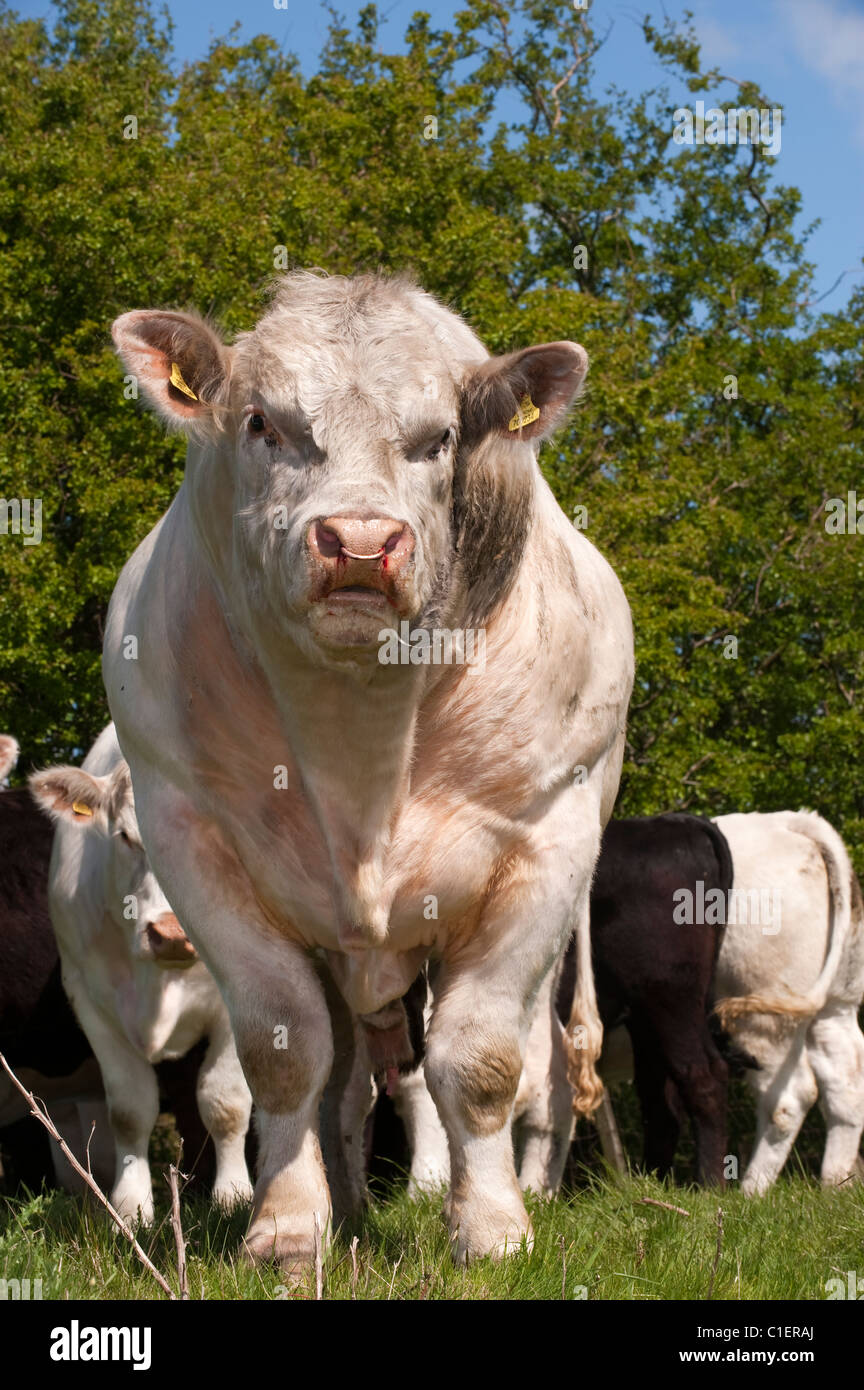 Landwirtschaftlicher landwirtschaftlicher charolais rindstier -Fotos ...