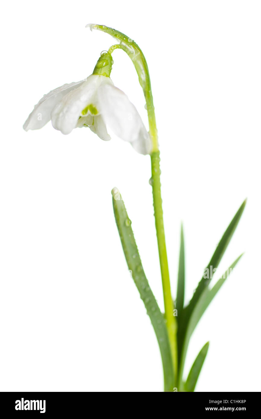 Das schneeglöckchen -Fotos und -Bildmaterial in hoher Auflösung – Alamy