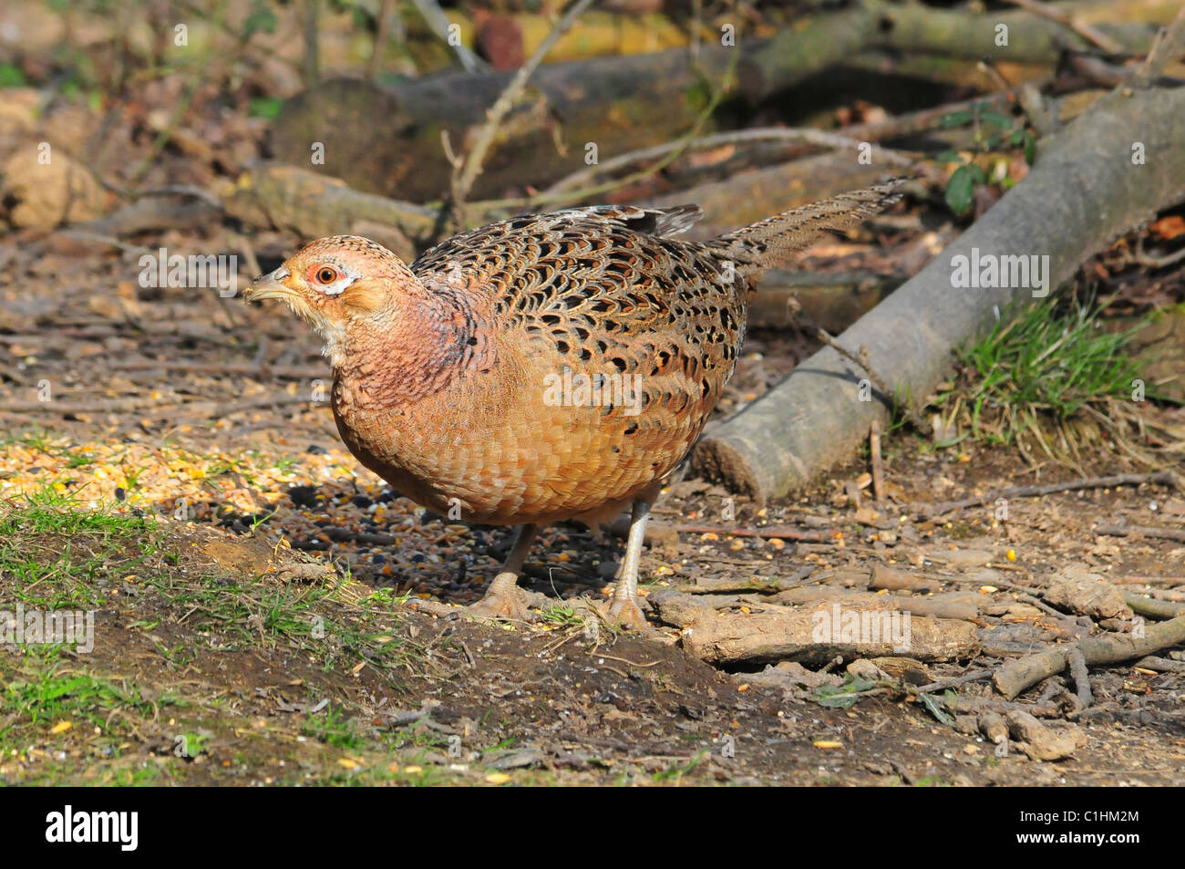 Weiblicher Fasan Stockfotos und -bilder Kaufen - Alamy