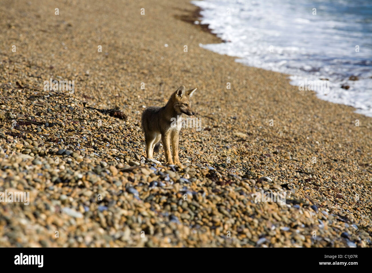 Fuchs am strand -Fotos und -Bildmaterial in hoher Auflösung – Alamy