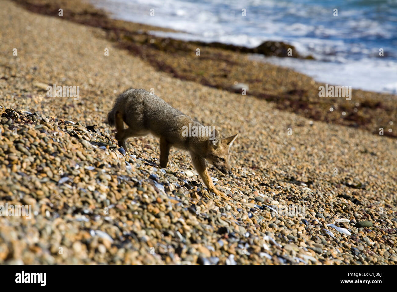 Fuchs am strand -Fotos und -Bildmaterial in hoher Auflösung – Alamy