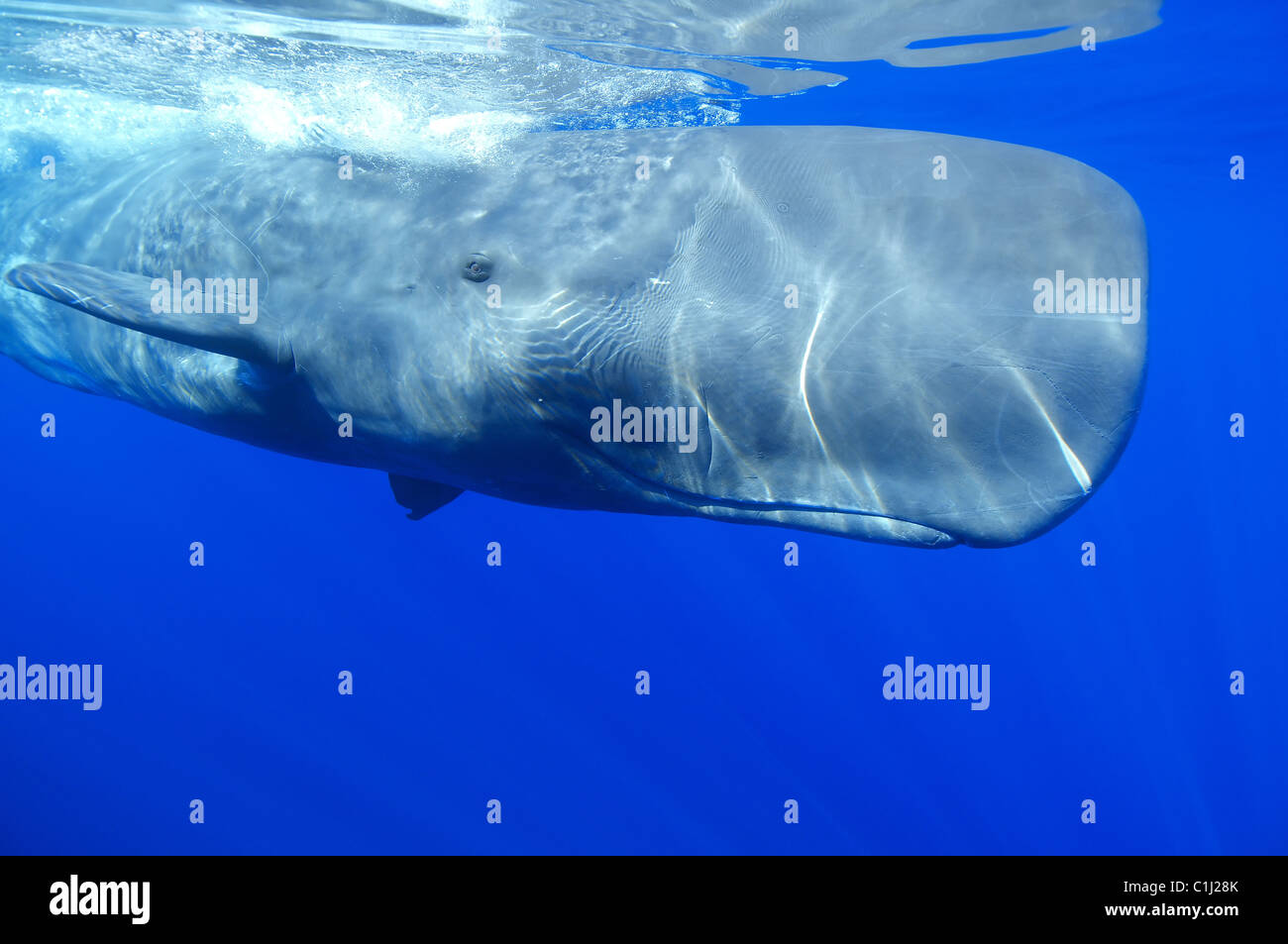 Pottwal pottwal -Fotos und -Bildmaterial in hoher Auflösung – Alamy