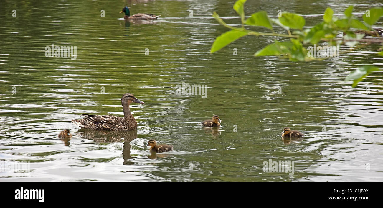 Diese Mutter Ente ist mit ihrem Baby Entchen schwimmen und man hat ein ...