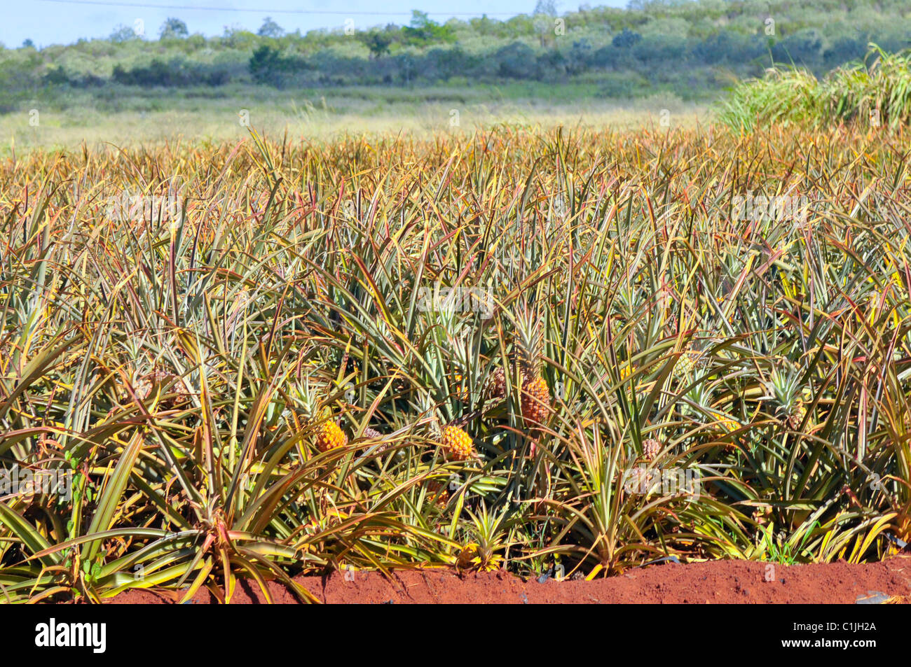 Ananas Feld Dole Plantation Wahiawa Honolulu Hawaii Oahu Pazifischen ...