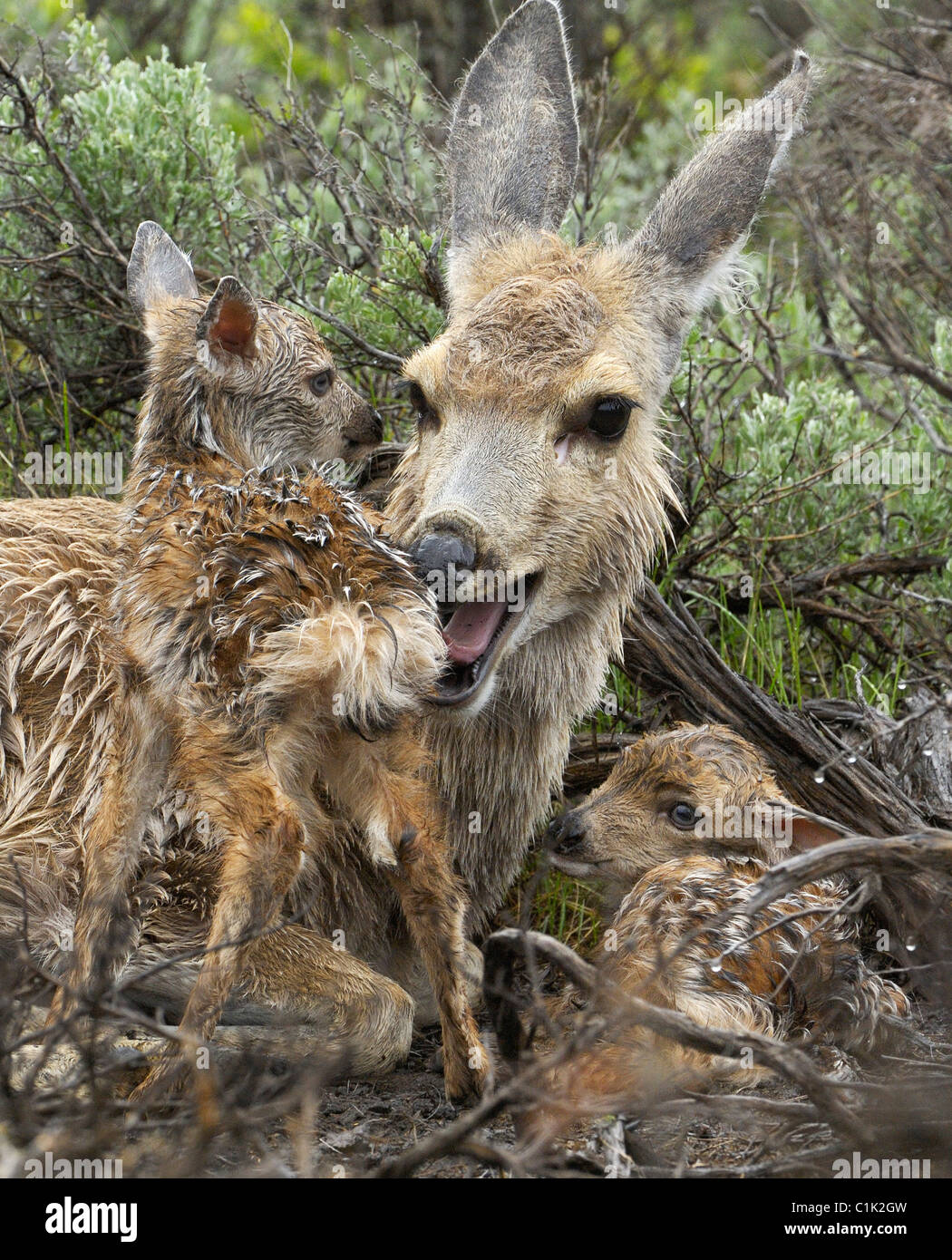 Moments after birth -Fotos und -Bildmaterial in hoher Auflösung – Alamy
