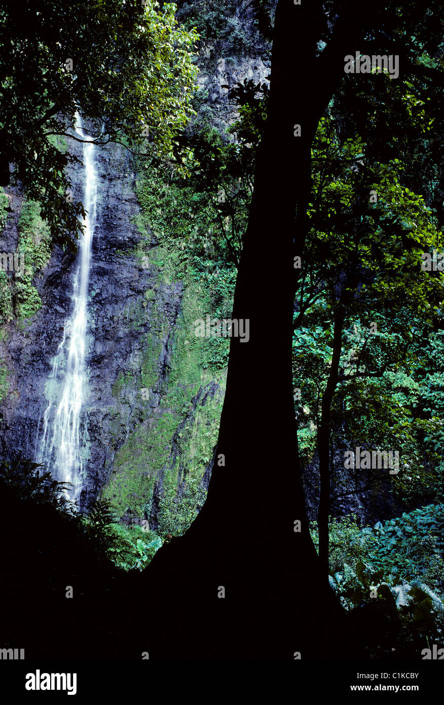 French polynesia tahiti waterfall -Fotos und -Bildmaterial in hoher ...