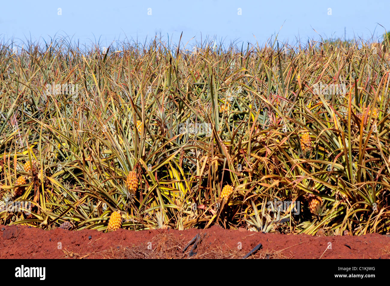 Dole pazifik -Fotos und -Bildmaterial in hoher Auflösung – Alamy