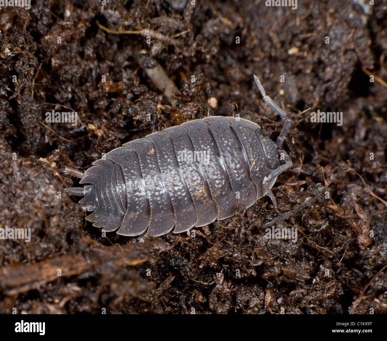 Asellus -Fotos und -Bildmaterial in hoher Auflösung – Alamy
