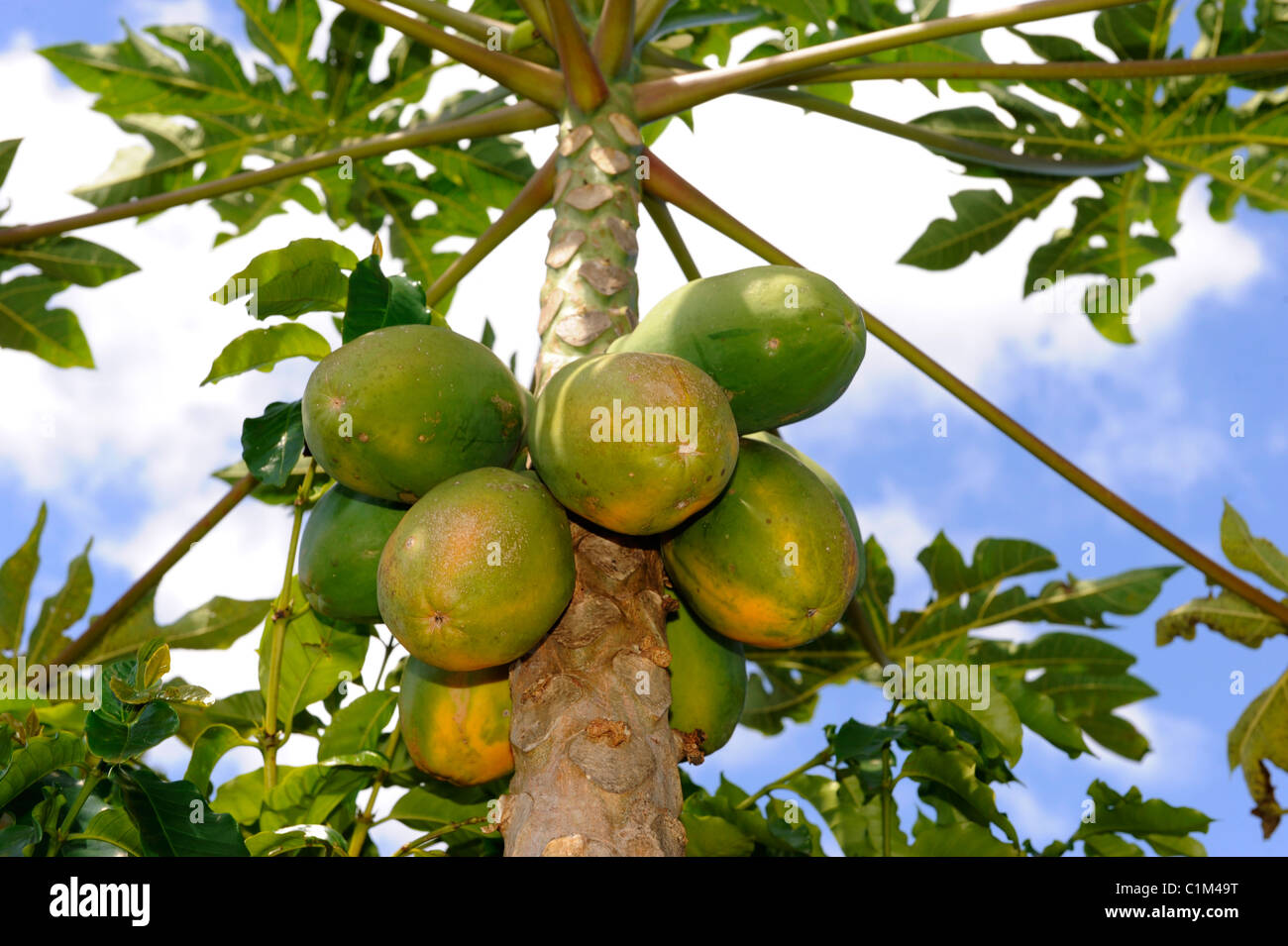 Dole Papaya Stockfotos und -bilder Kaufen - Alamy