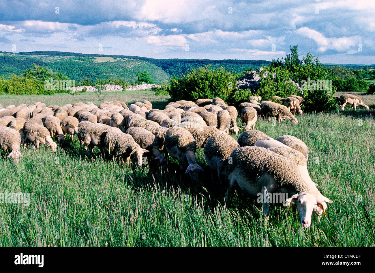 Frankreich Aveyron Herde Lacaune Schafe, die Milch ist ausschließlich ...