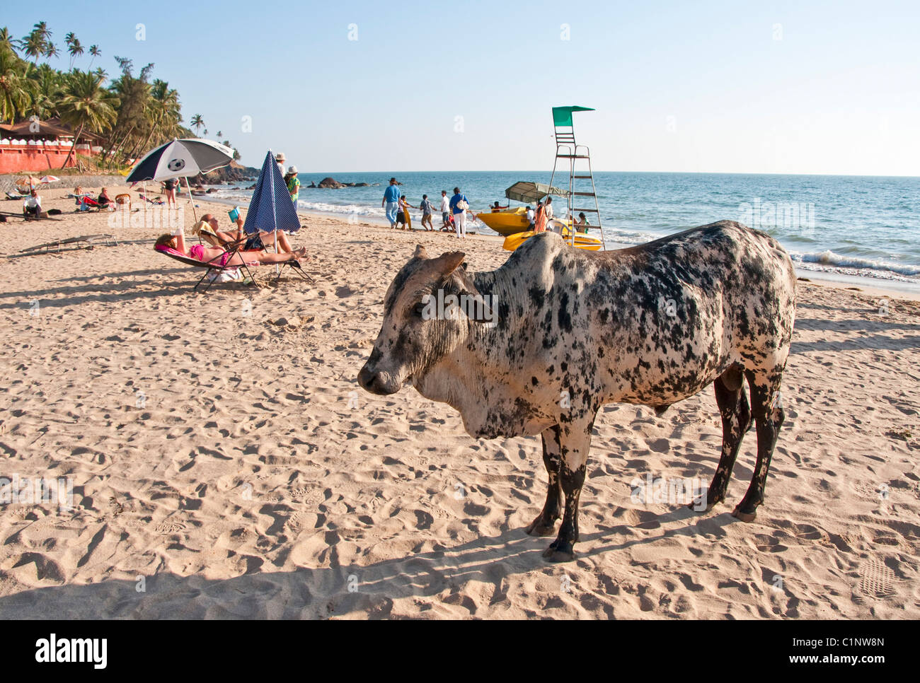 Heilige kuh am strand -Fotos und -Bildmaterial in hoher Auflösung – Alamy