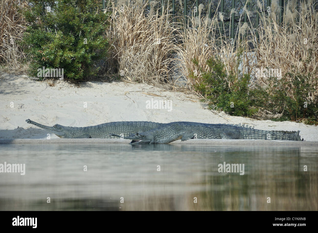 Gangesgavial - indisches Krokodil - Gavialis Gangeticus - aka Gavial ...