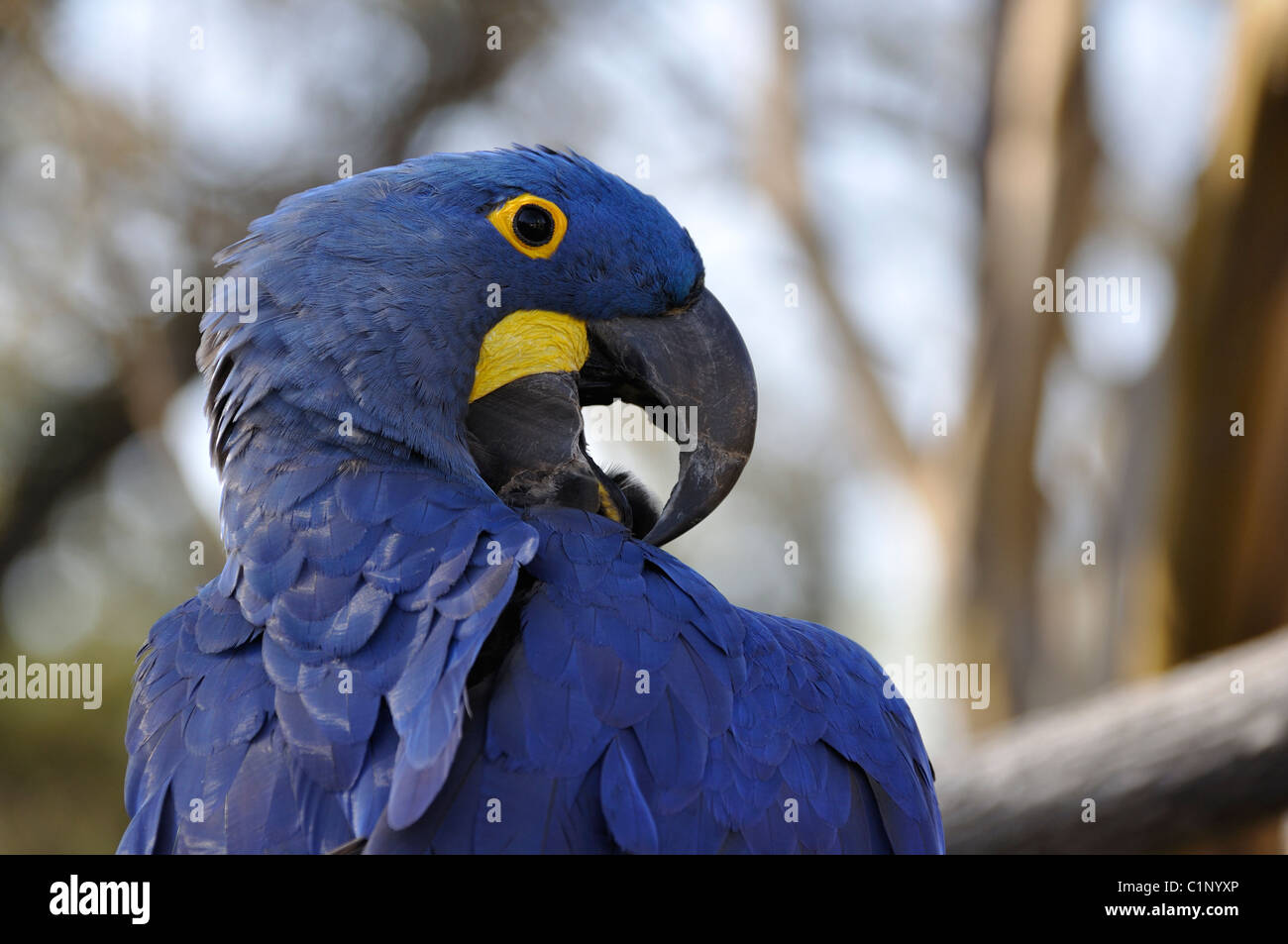 Blauara papagei -Fotos und -Bildmaterial in hoher Auflösung – Alamy
