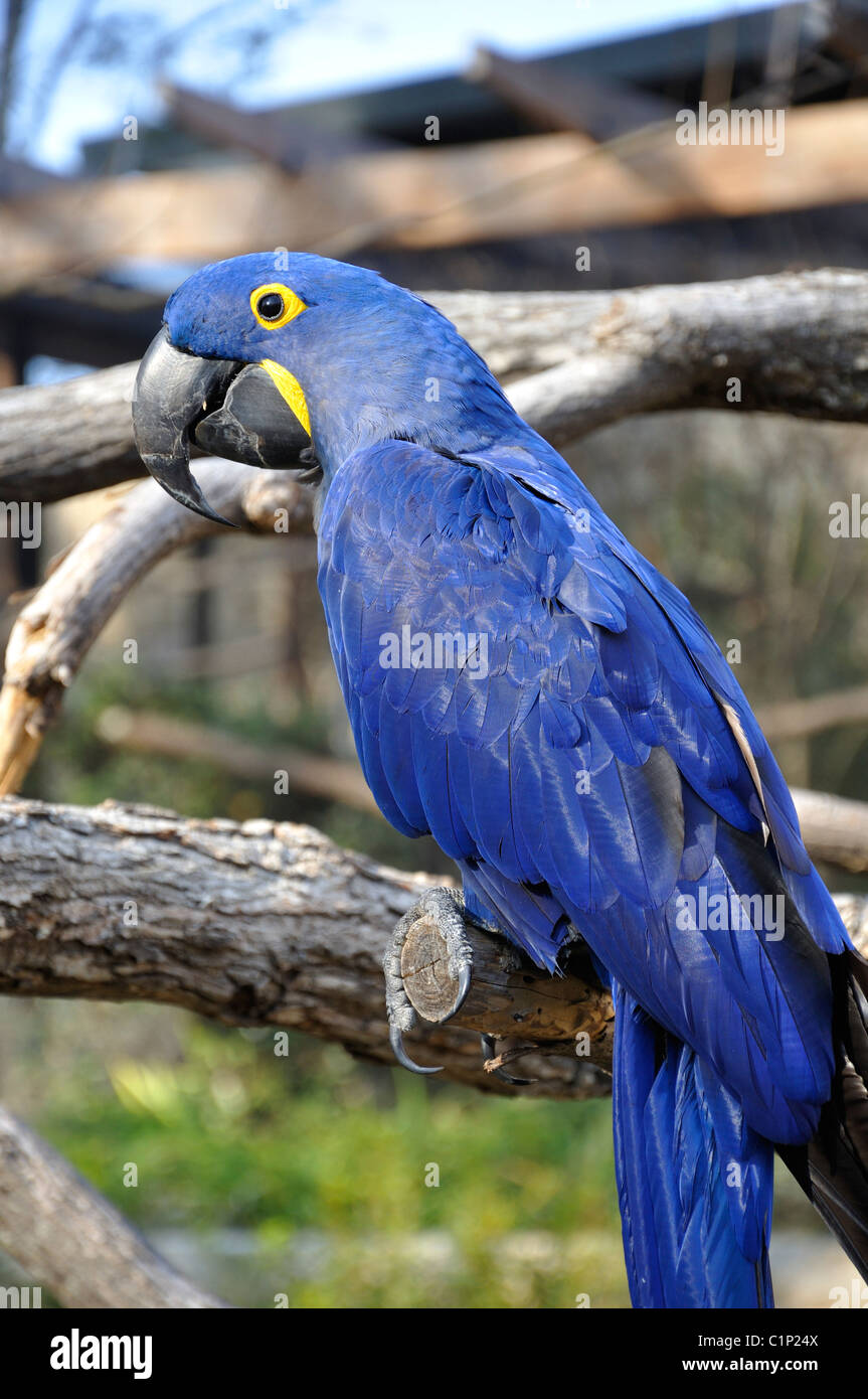Blauara papagei -Fotos und -Bildmaterial in hoher Auflösung – Alamy