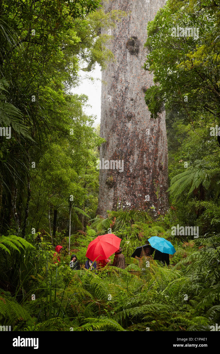 Touristen und tane mahuta riese 2000 jahre alten kauri baum -Fotos und ...