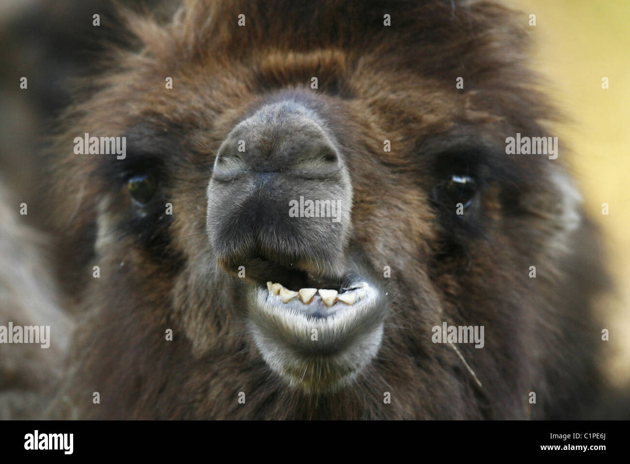 Kamel zähne bild -Fotos und -Bildmaterial in hoher Auflösung – Alamy