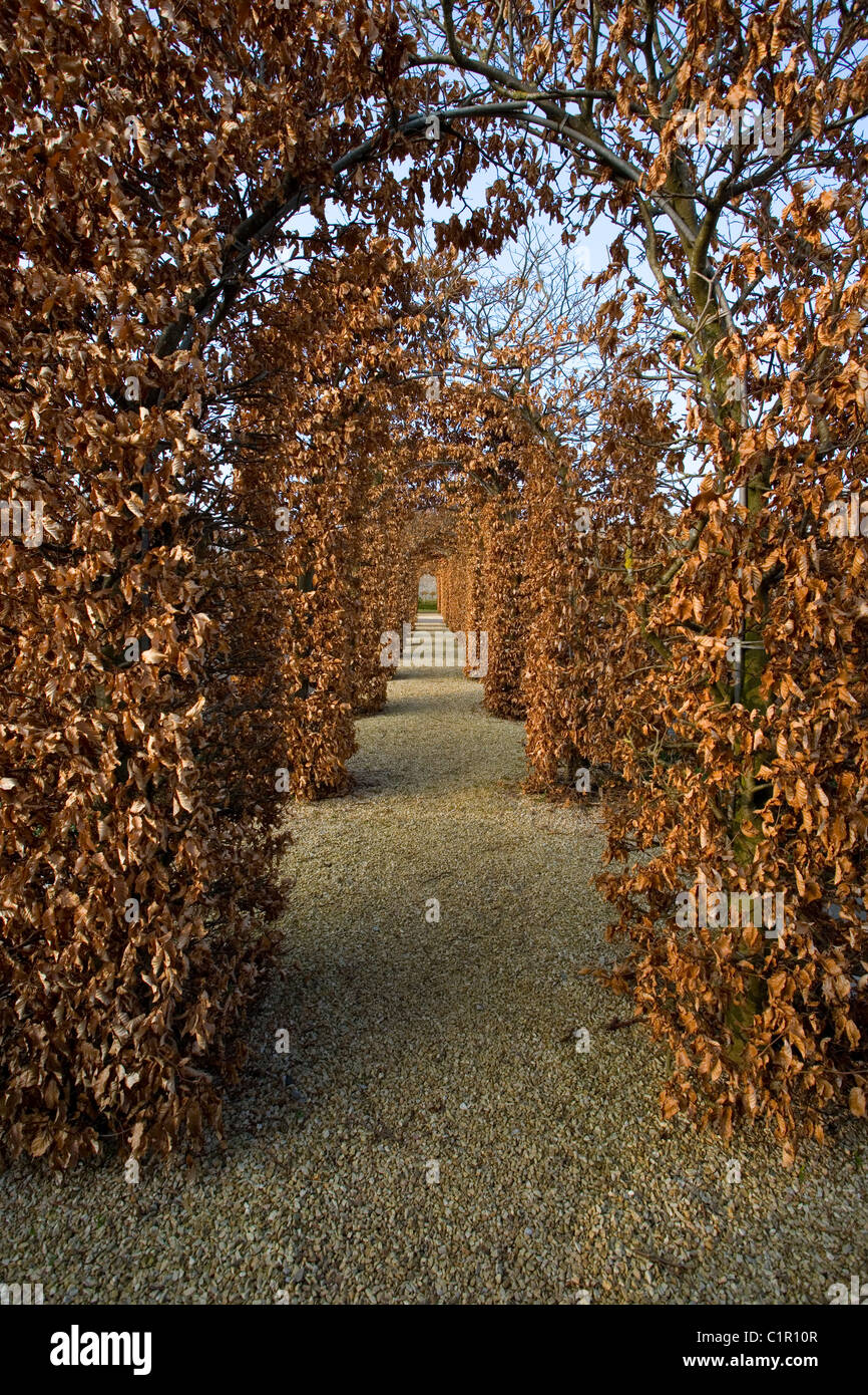 Blatt, Blätter, Baum, Baum, Garten, Pergola, Weg, Weg, zu Fuß, Gehweg ...
