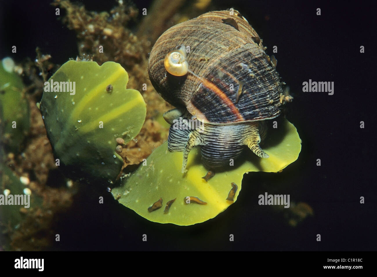 Littorina armoricana -Fotos und -Bildmaterial in hoher Auflösung – Alamy